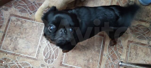 Собака Пти Барбансон Вязка