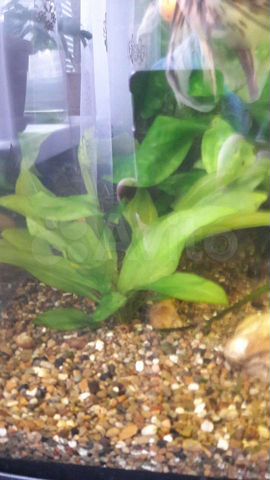 Эхинадорас "Большой медведь"