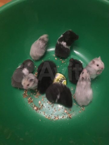 Ручные красивые сирийские хомячки