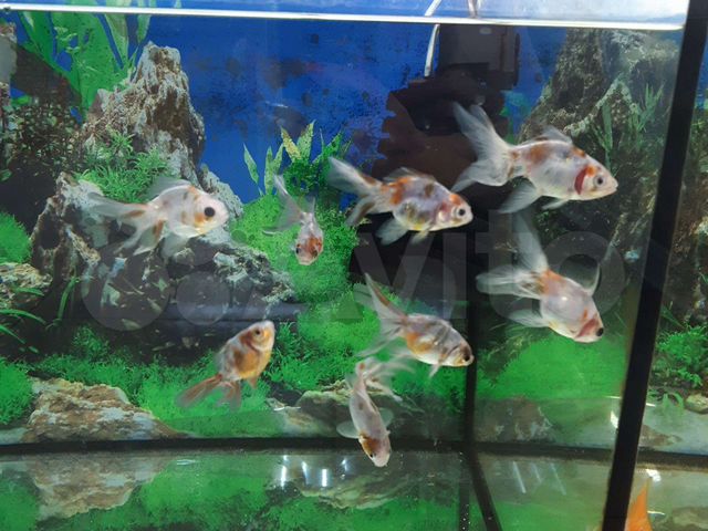 Рыба золотая риукин ситцевый