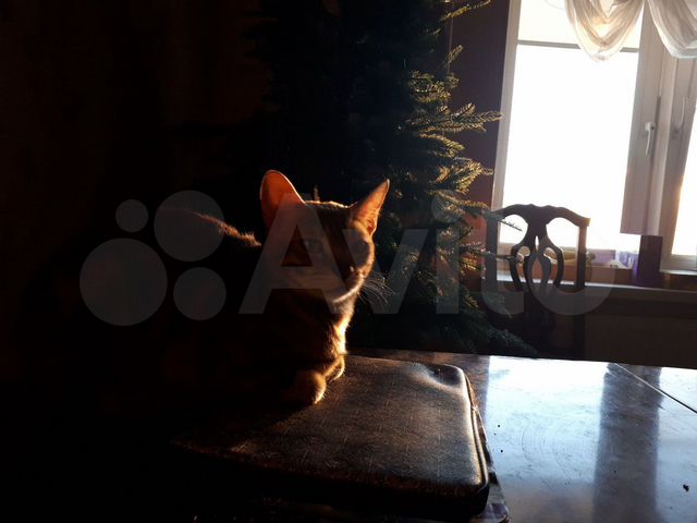 Продам кошку породы бенгальская с родословной