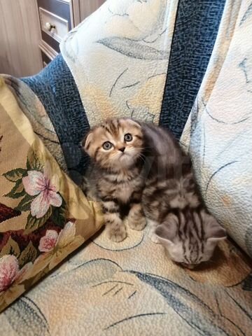 Чистокровные шотландские котики